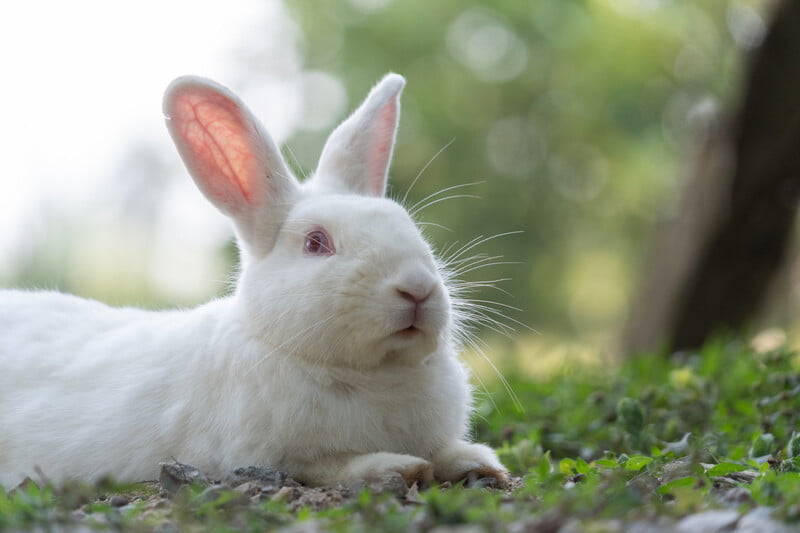 Animals You Should Consider Raising on Your Hobby Farm - InPeaks